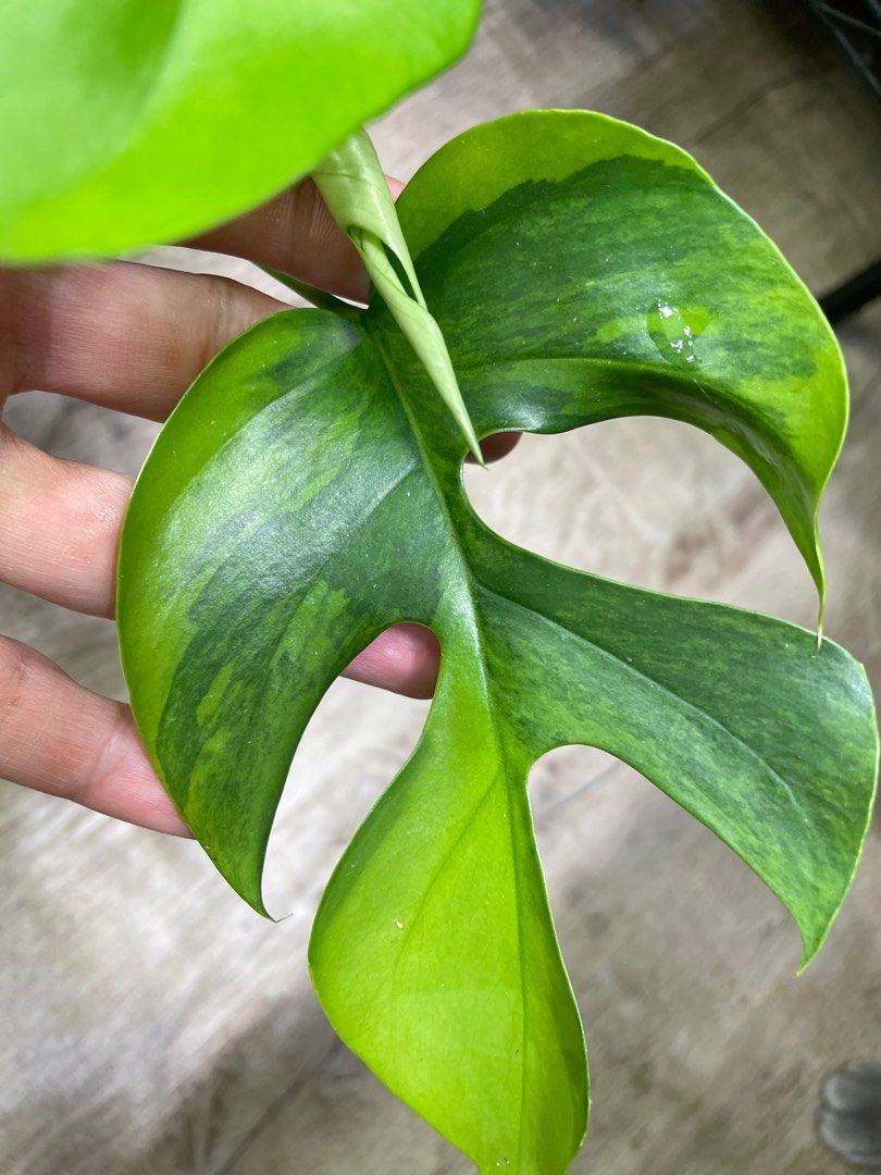 rhaphidophora tetrasperma aurea variegated, Furniture & Home Living ...