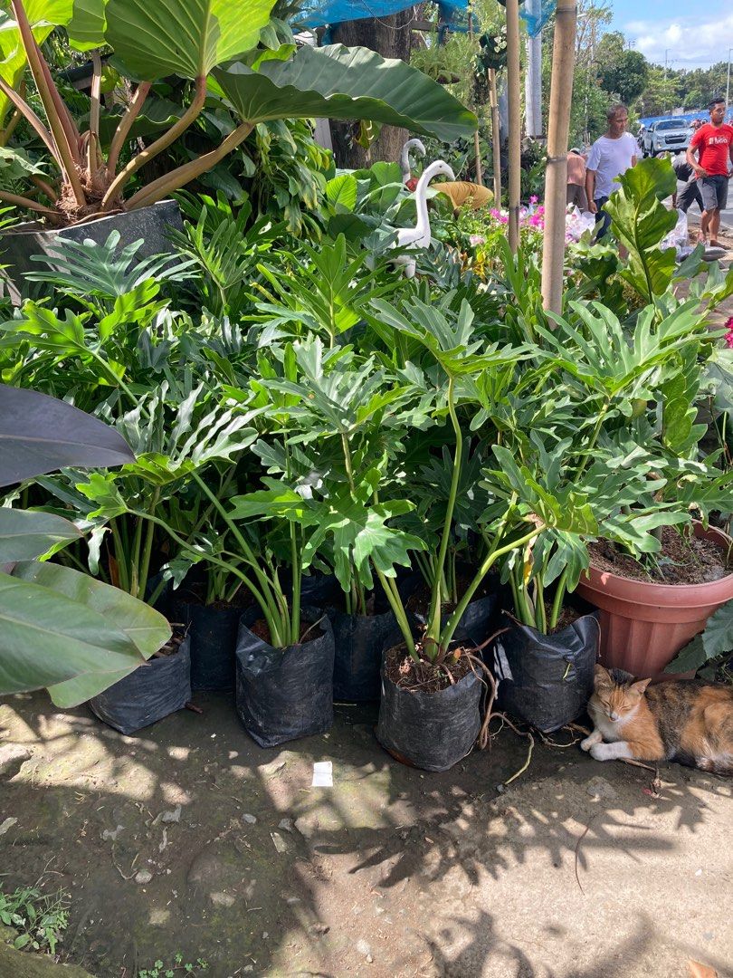 Selloum plants, Furniture & Home Living, Gardening, Plants & Seeds on ...