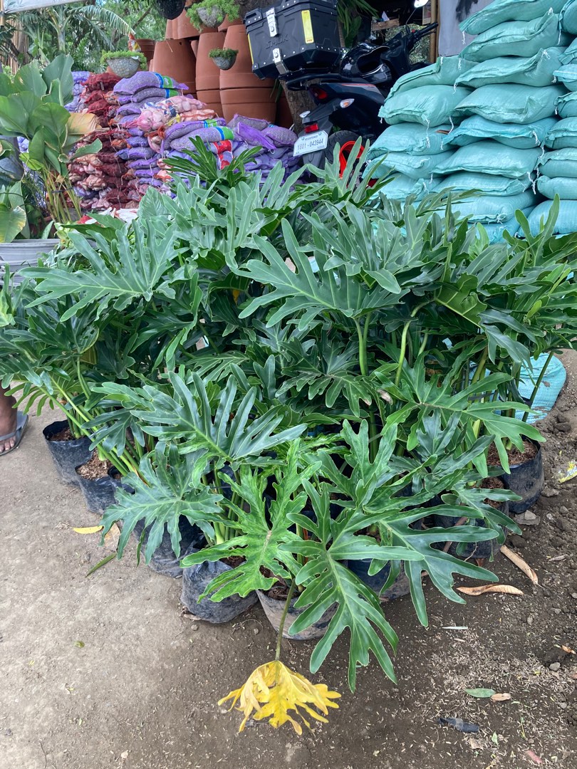 Selloum plants, Furniture & Home Living, Gardening, Plants & Seeds on ...