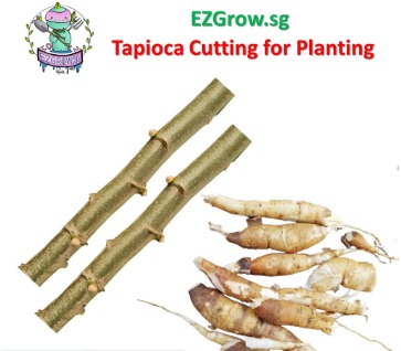 Tapioca Cutting [Yellowish Flesh] for Planting and Grow Tapioca ...