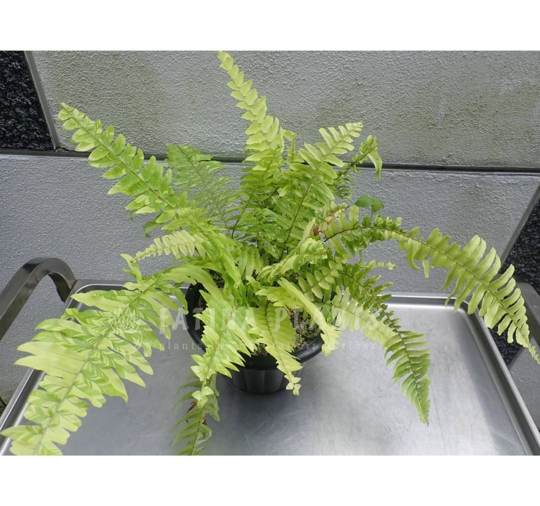 Variegated Boston Tiger Fern (Nephrolepis Exaltata), Furniture & Home ...