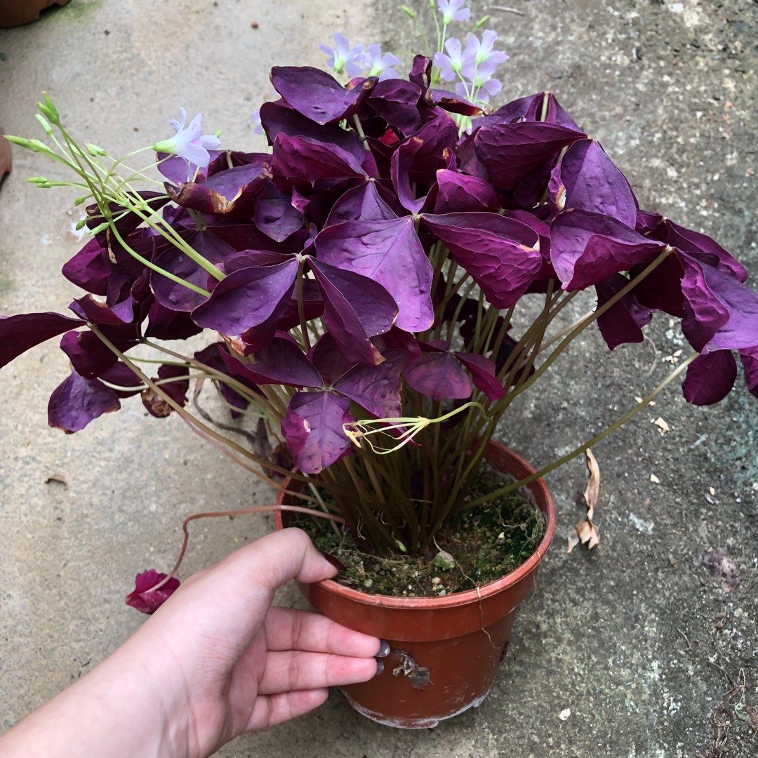 Oxalis Triangularis, Furniture & Home Living, Gardening, Plants & Seeds ...