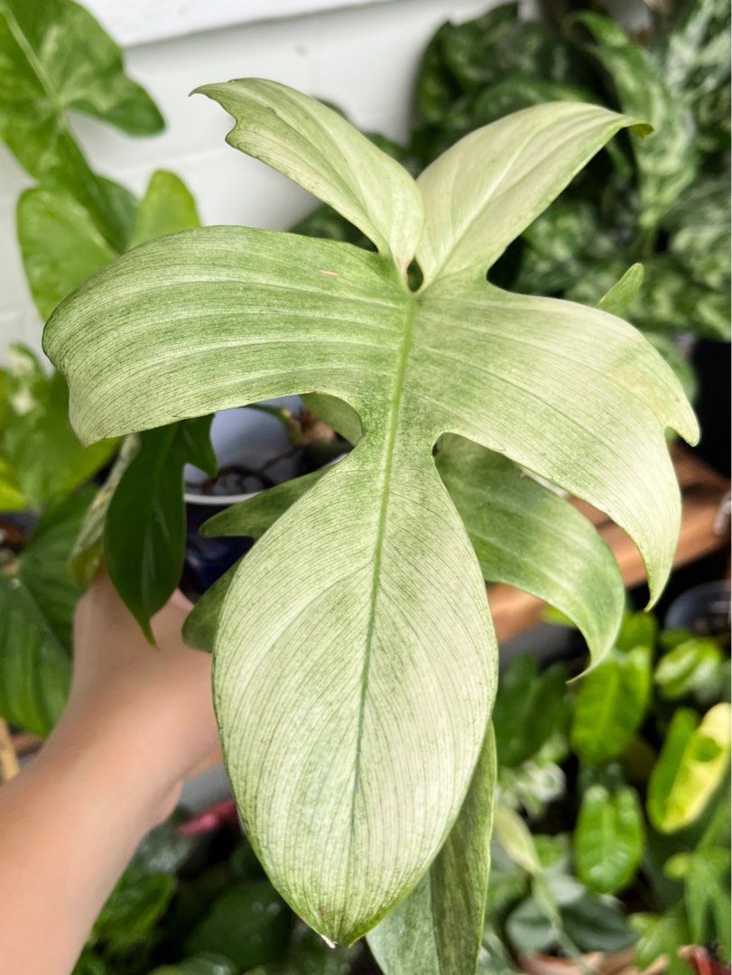 Philodendron Florida Ghost Mint, Furniture & Home Living, Gardening ...