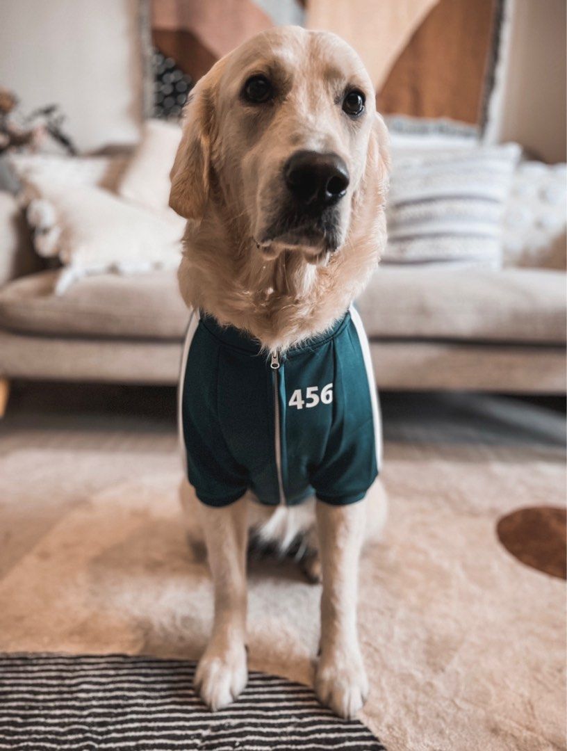 Squid Game Dog Costume, Pet Supplies, Health & Grooming on Carousell