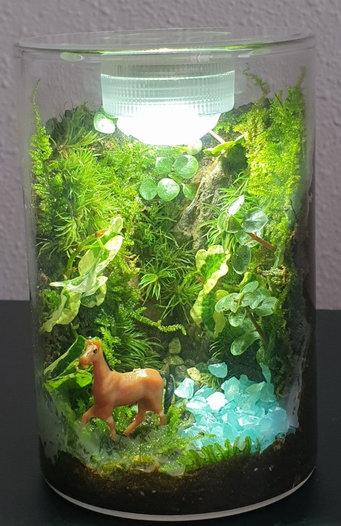 Vertical Moss and fern terrarium, Furniture & Home Living, Gardening ...
