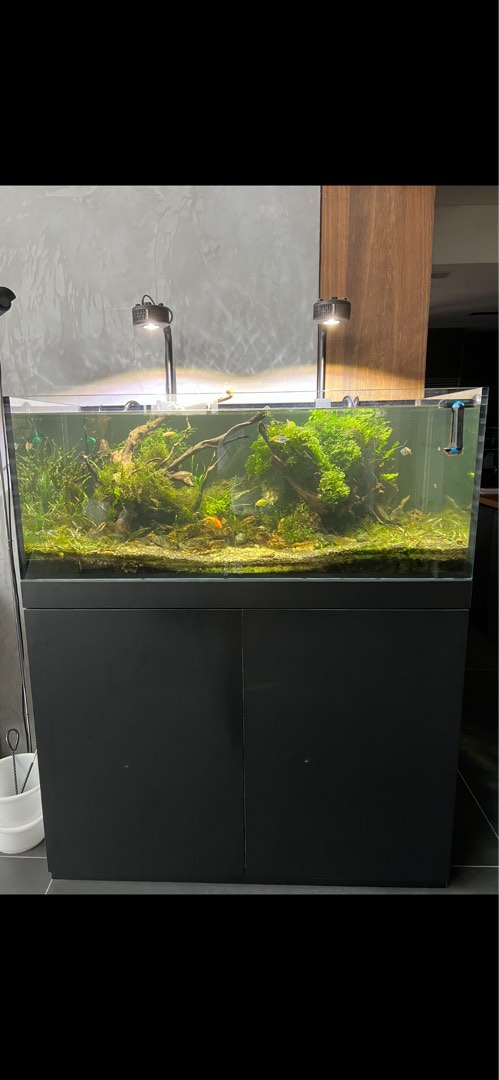 4 ft fish tank complete set, Pet Supplies, Homes & Other Pet ...