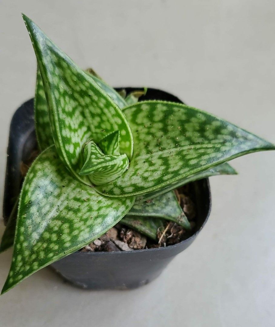 Aloe Variegata Tiger Aloe Patridge Breasted Aloe, Furniture & Home ...