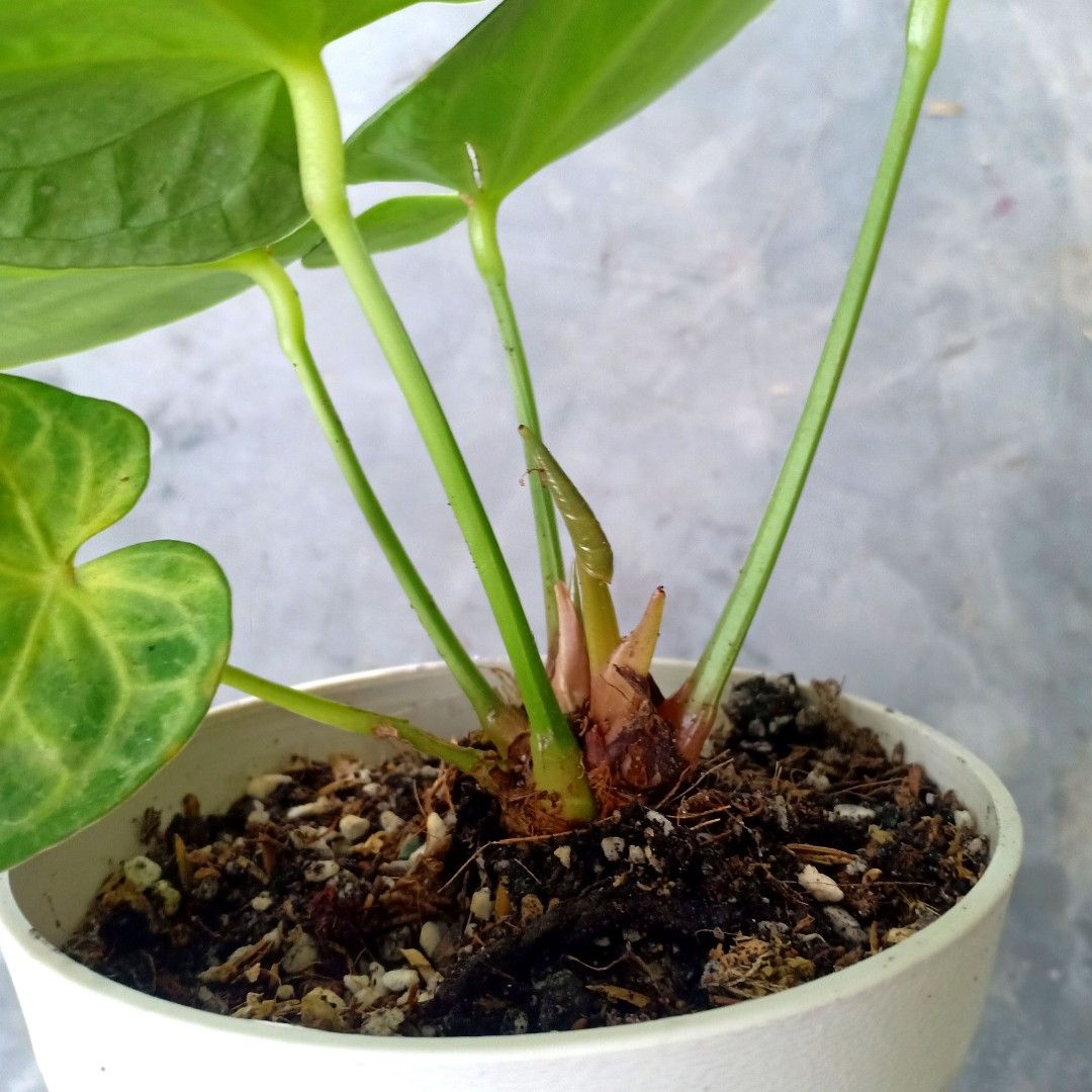 Anthurium Silver Chrome, Furniture & Home Living, Gardening, Plants ...