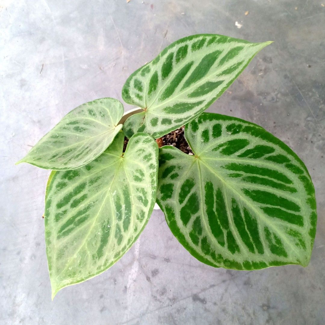 Anthurium Silver Chrome, Furniture & Home Living, Gardening, Plants ...