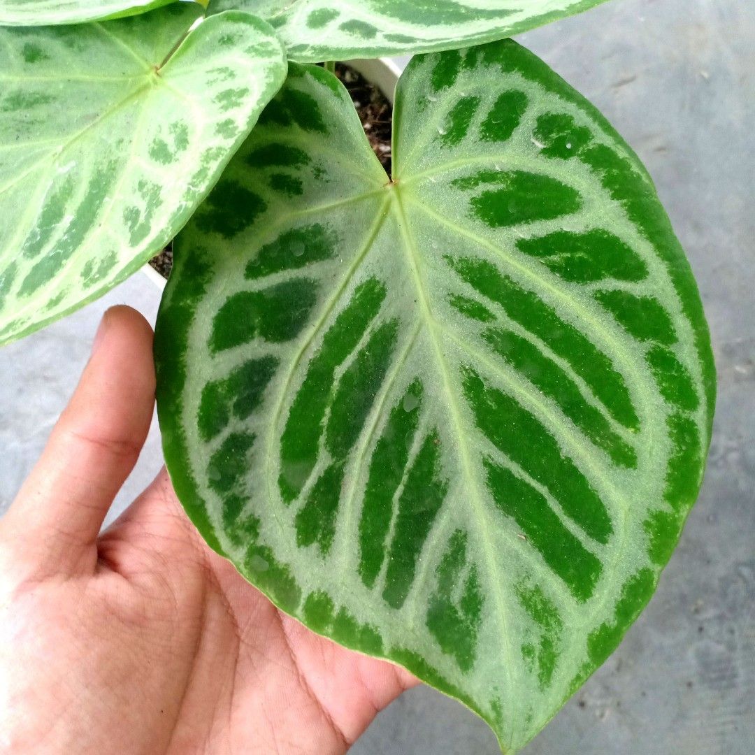 Anthurium Silver Chrome, Furniture & Home Living, Gardening, Plants ...