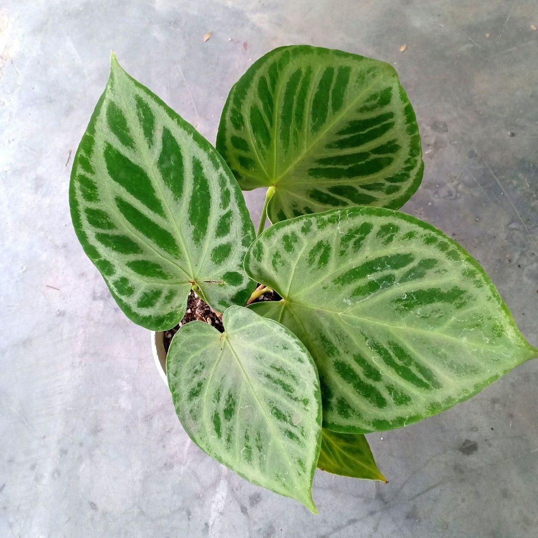 Anthurium Silver Chrome, Furniture & Home Living, Gardening, Plants ...