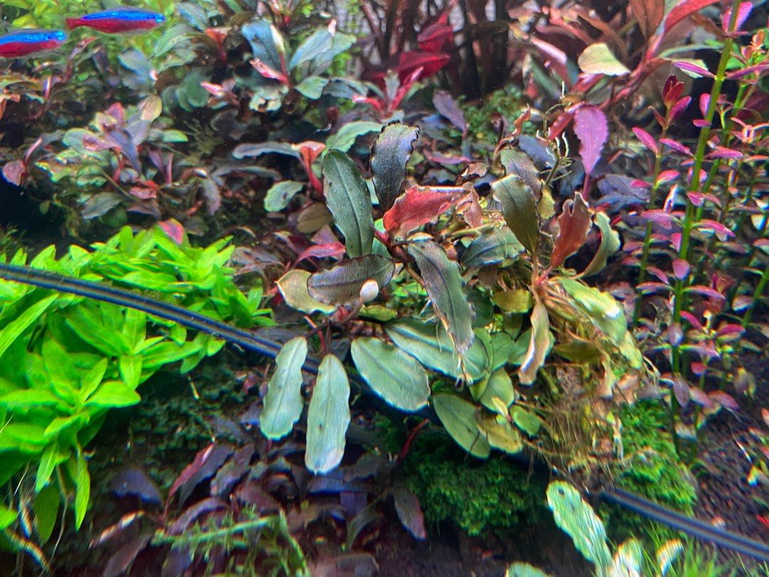 Assorted bucephalandra, Furniture & Home Living, Gardening, Plants ...