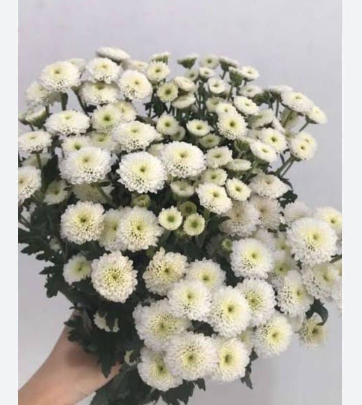 Bunga aster calimero per ikat cimahi bandung, Perkebunan di Carousell