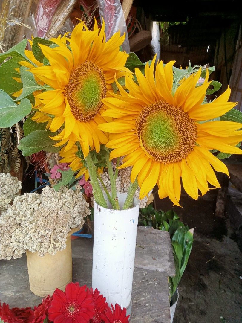 Bunga matahari asli dan segar cimahi bandung, Perkebunan di Carousell