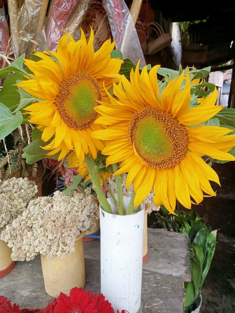 Bunga matahari asli dan segar cimahi bandung, Perkebunan di Carousell