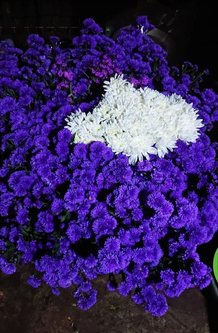 Bunga pikok biru cimahi bandung (per ikat), Perkebunan di Carousell