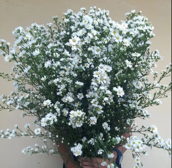 Bunga pikok putih cimahi bandung, Perkebunan di Carousell