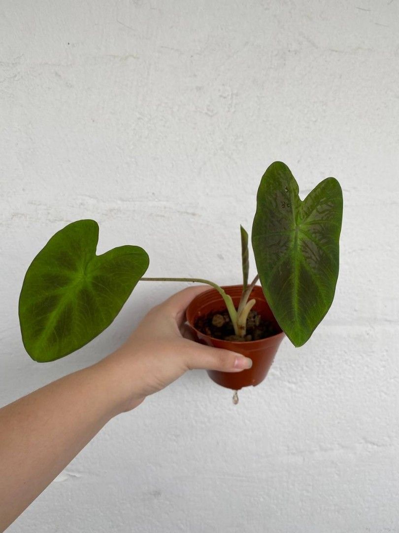 Colocasia aloha / Colocasia lemon lime gecko / colocasia Nancy's ...