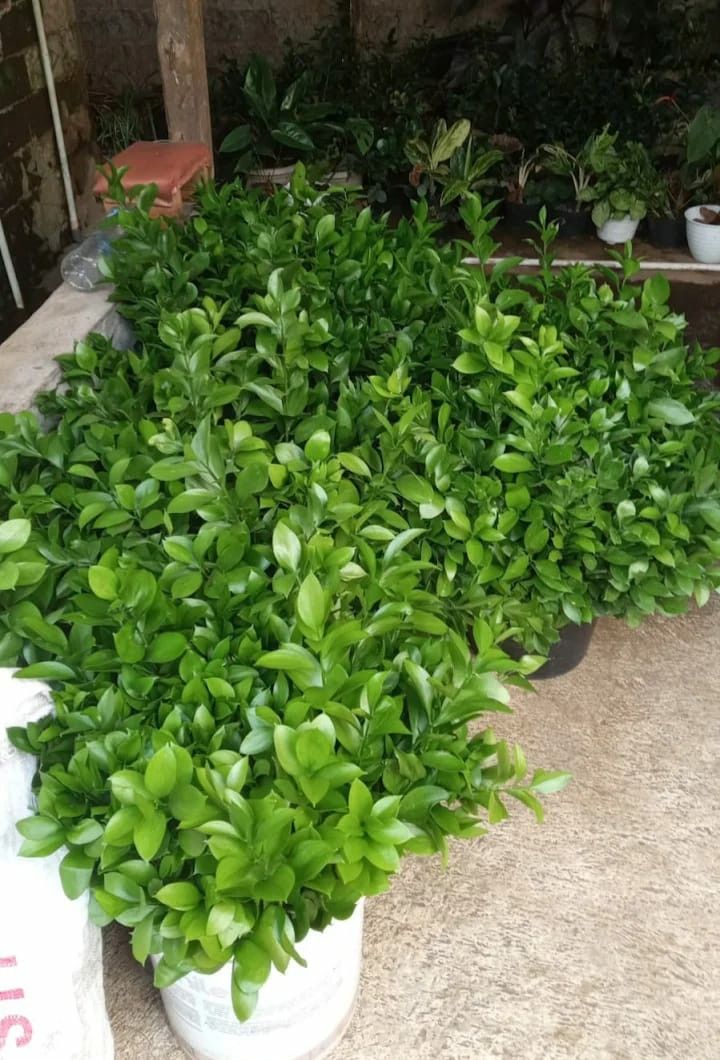 Daun ruskus asli segar per ikat CMHI BDG PDLRG, Perkebunan di Carousell