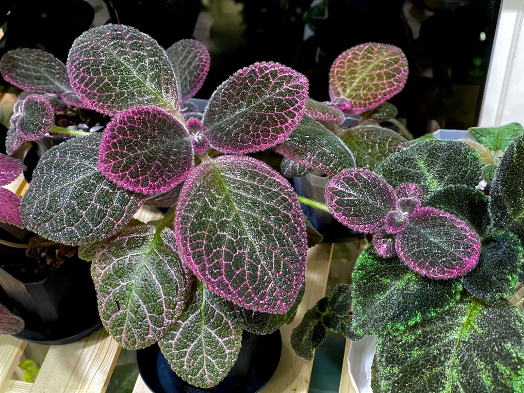 Episcia Pacific Rim, Furniture & Home Living, Gardening, Plants & Seeds ...