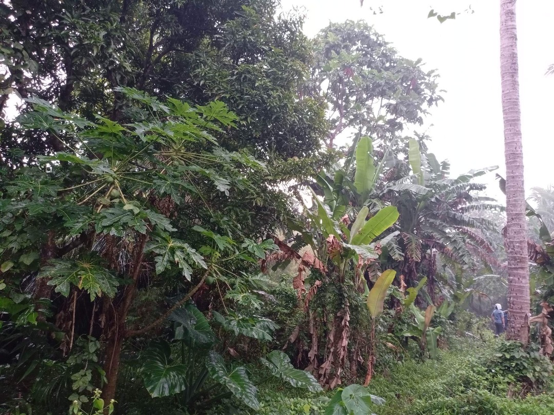 FARM LOT WITH FRUITS BEARING FOR SALE IN ALFONSO CAVITE, Property, For ...