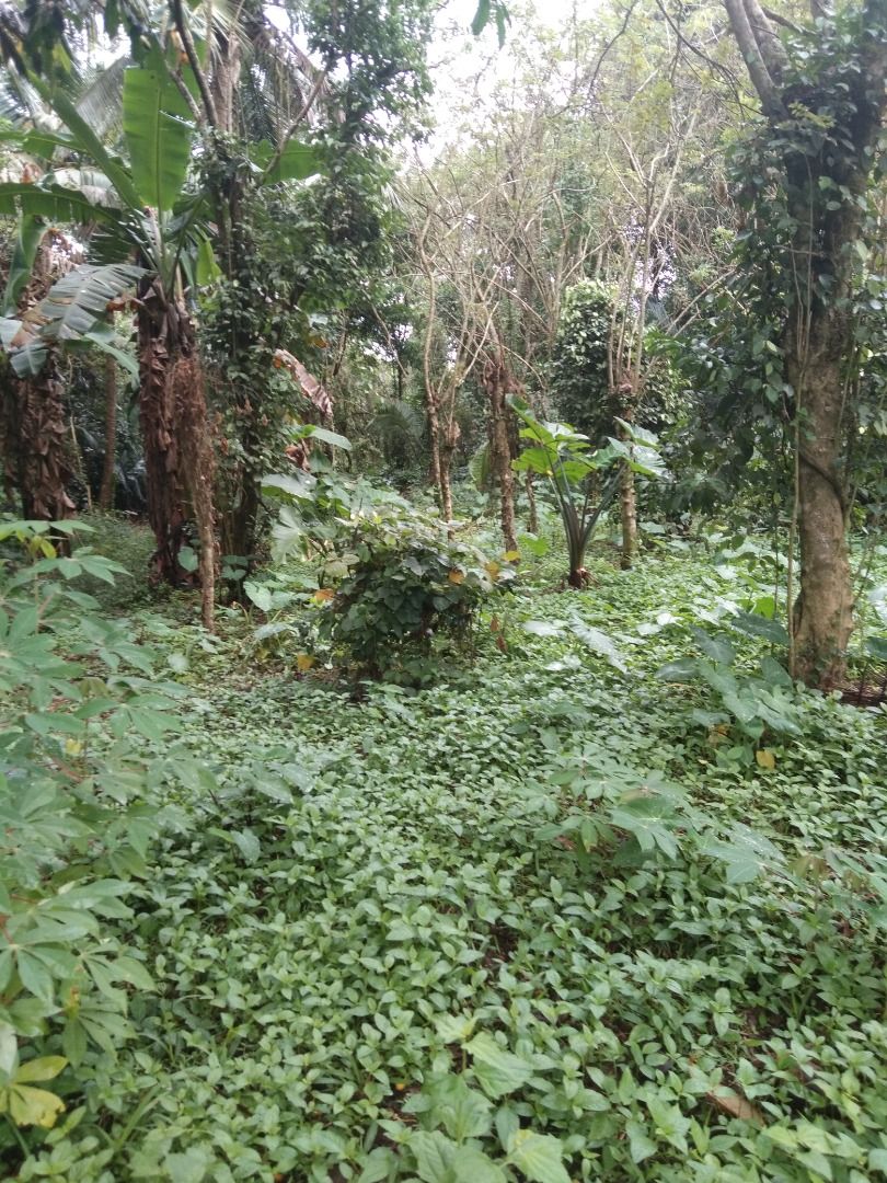 FARM LOT WITH FRUITS BEARING FOR SALE IN ALFONSO CAVITE, Property, For ...