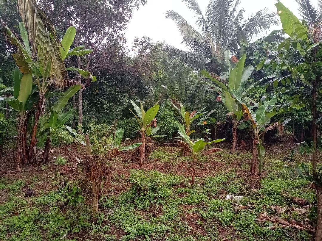 FARM LOT WITH FRUITS BEARING FOR SALE IN ALFONSO CAVITE, Property, For ...
