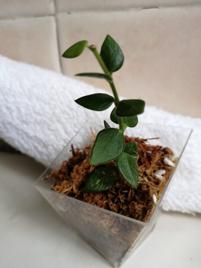 Rare! Hoya Chinghungensis, Furniture & Home Living, Gardening, Plants ...