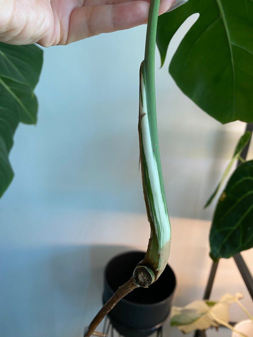 Monstera Albo cutting, Furniture & Home Living, Gardening, Plants ...