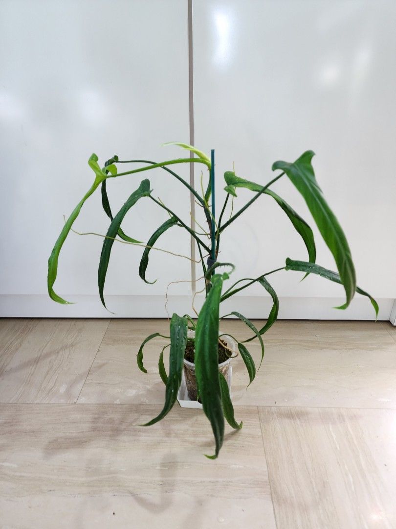 Philodendron Holtonianum, Furniture & Home Living, Gardening, Plants ...