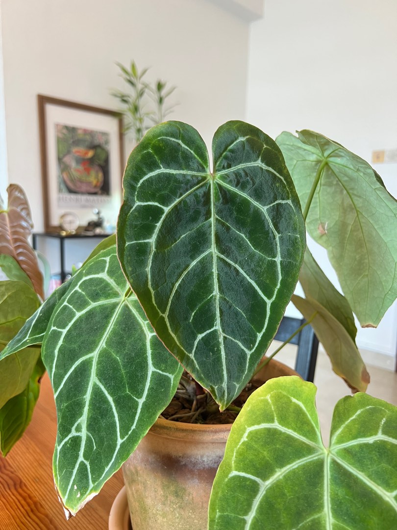 Anthurium Crystallinum, Furniture & Home Living, Gardening, Plants ...