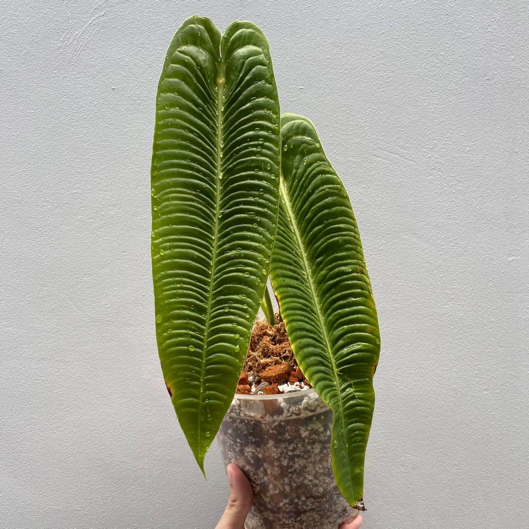 Anthurium Veitchii Super Narrow (~35cm), Furniture & Home Living ...