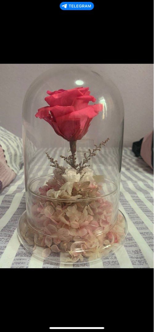 Dried flowers Roses display set, Hobbies & Toys, Stationery & Craft ...