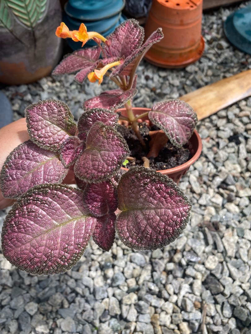 Episcia sp, Furniture & Home Living, Gardening, Plants & Seeds on Carousell