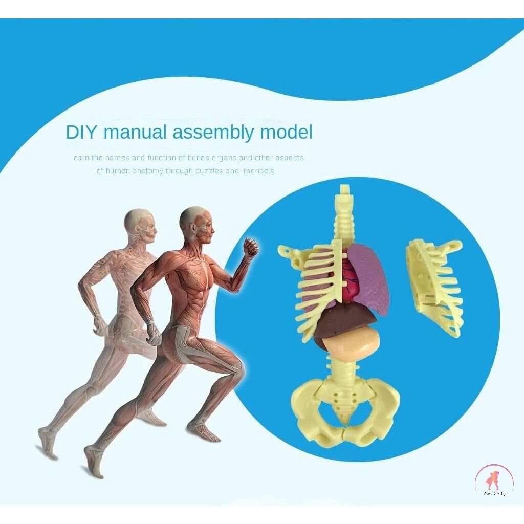 Full Human Body Model 3-D DIY Toys - Kids Science Educational Toys ...