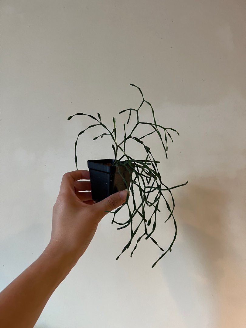 Hatiora Salicornioides (Dancing Bones Cactus), Furniture & Home Living ...