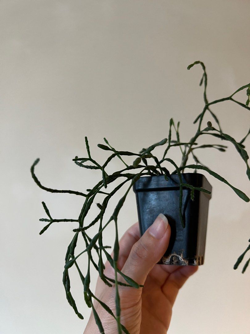 Hatiora Salicornioides (Dancing Bones Cactus), Furniture & Home Living ...