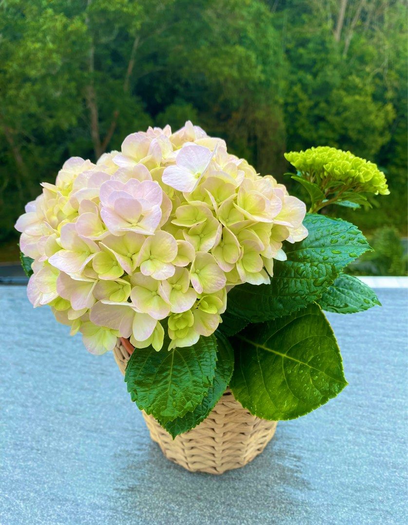 Hydrangea Plant With Ikea Fridfull Plant Pot Furniture And Home Living Gardening Pots