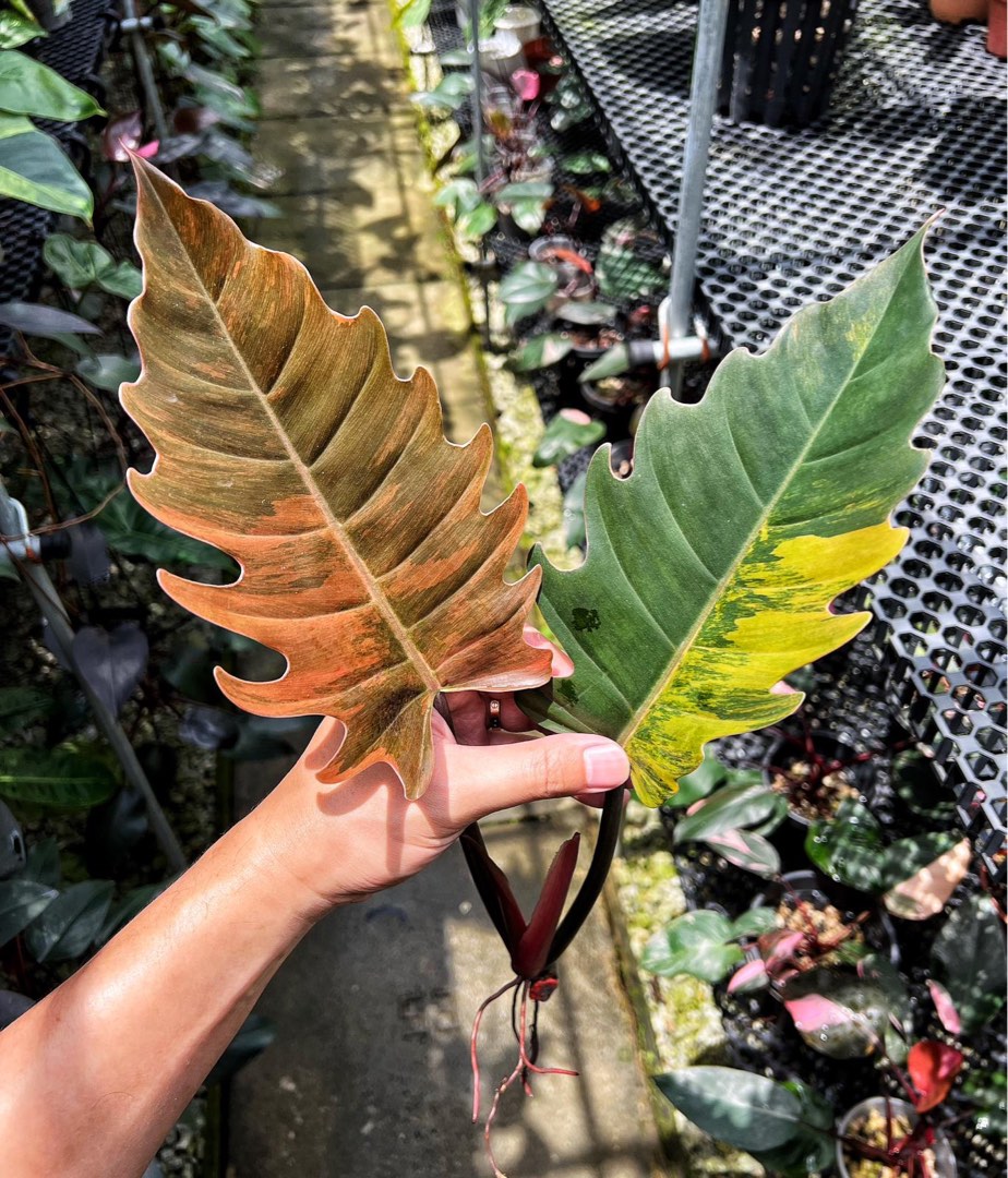 Philodendron Caramel Marble, Furniture & Home Living, Gardening, Plants ...