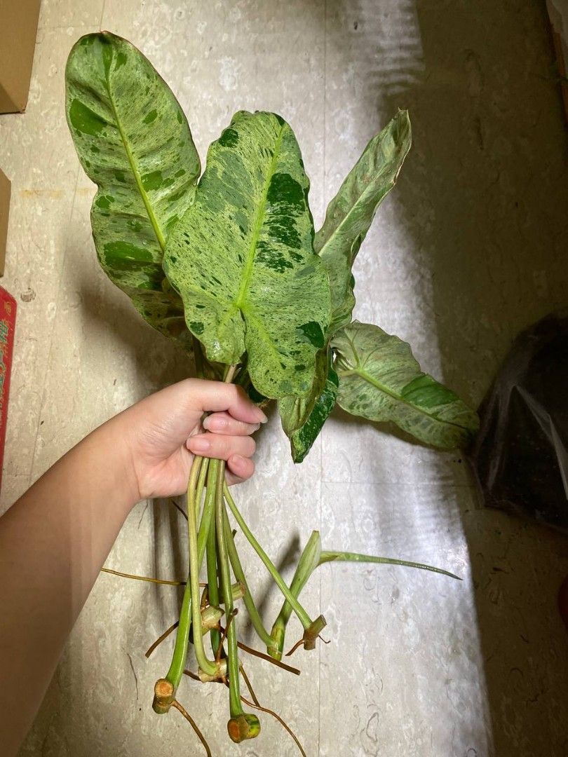 Scindapsus silver cloud Paraiso Verde cebu blue caladium colocasia ...