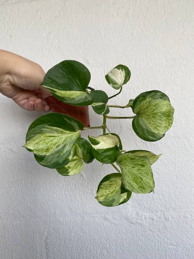 Scindapsus silver cloud Paraiso Verde cebu blue caladium colocasia ...