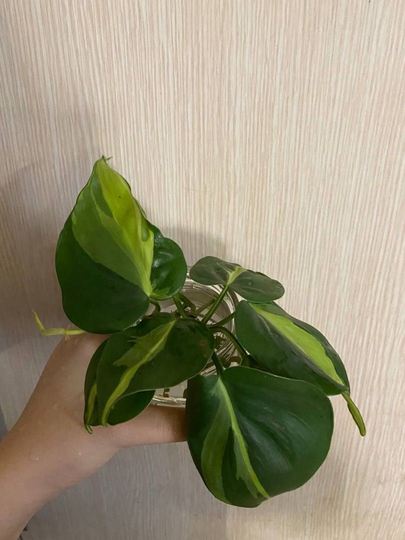 Scindapsus silver cloud Paraiso Verde cebu blue caladium colocasia ...