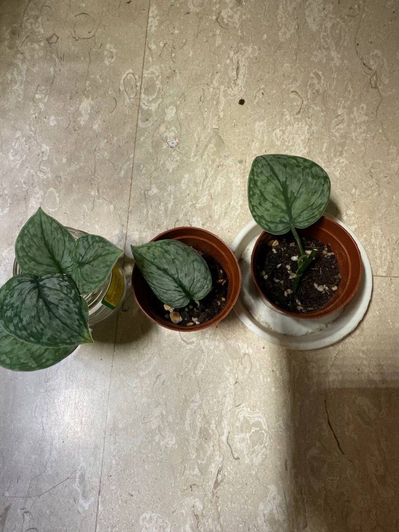 Scindapsus silver cloud Paraiso Verde cebu blue caladium colocasia ...