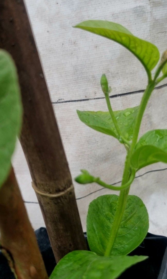 Watermelon Guava., Furniture & Home Living, Gardening, Plants & Seeds ...