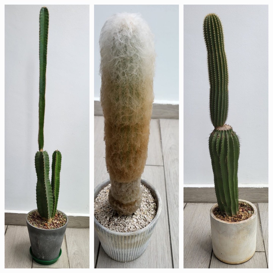 Cowboy Cactus, Old Man Cactus, Cone Cactus, Furniture & Home Living ...