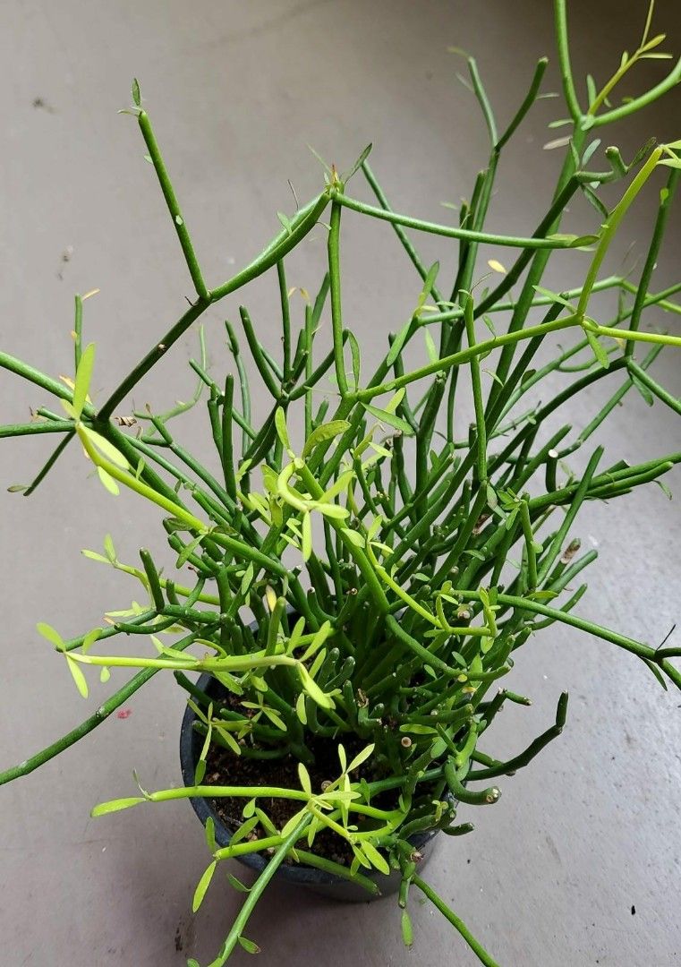 Euphorbia Tirucalli Pencil Cactus Spurges Naked Lady Pencil Tree ...