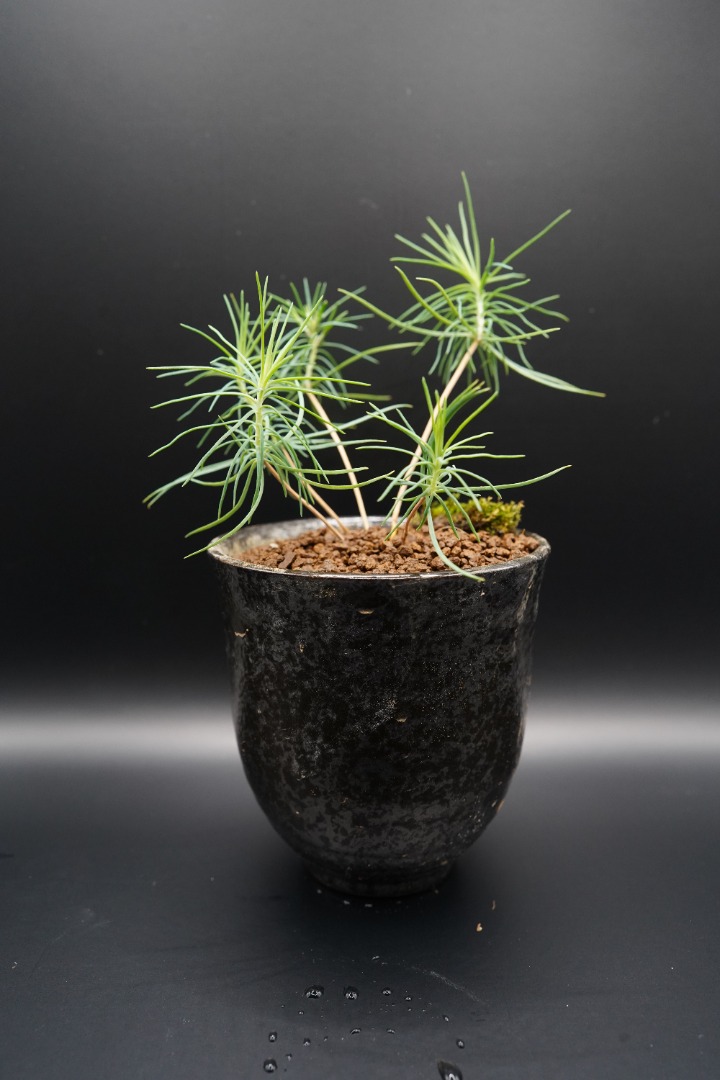 Japanese Black Pine Kuromatsu Teacup Bonsai, Furniture & Home Living ...