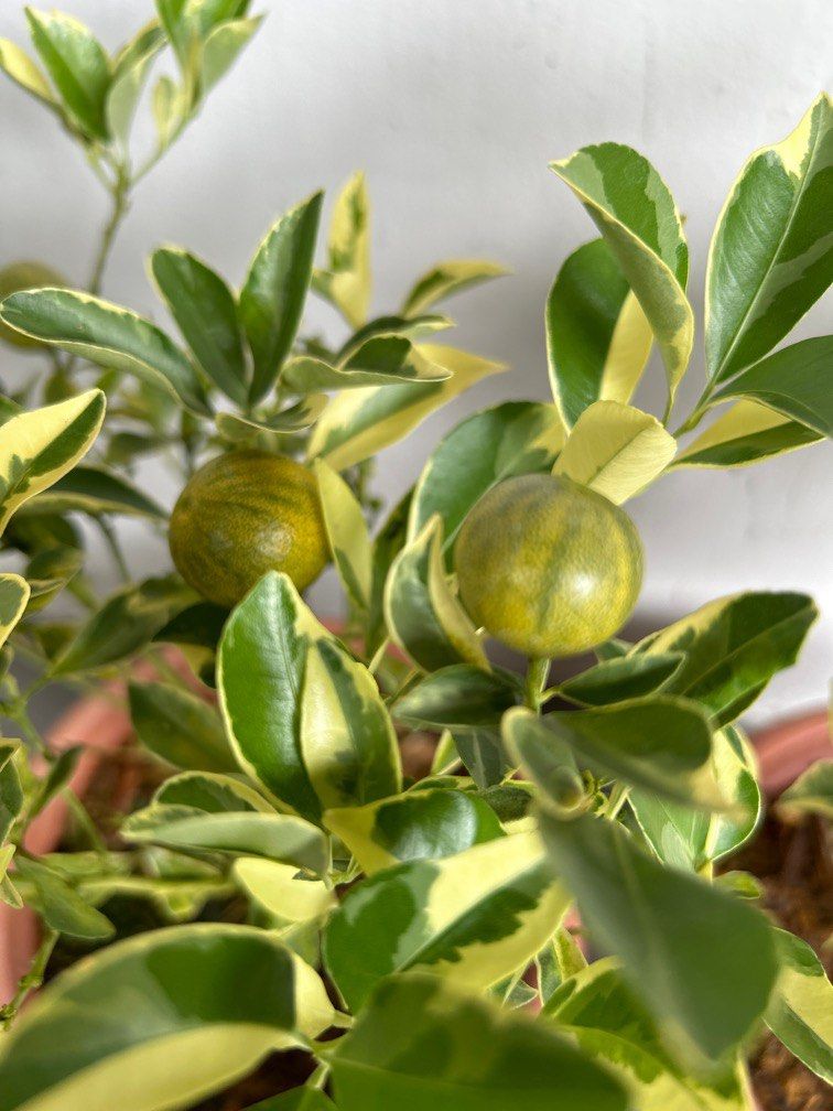 Lime Variegated fruiting plant $15 each, Furniture & Home Living ...