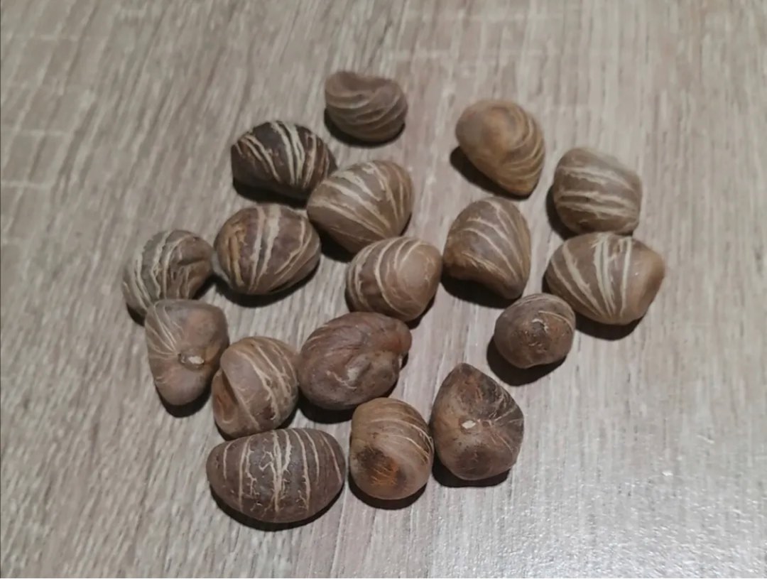 Money Tree Seed per pack, Furniture & Home Living, Gardening, Plants ...