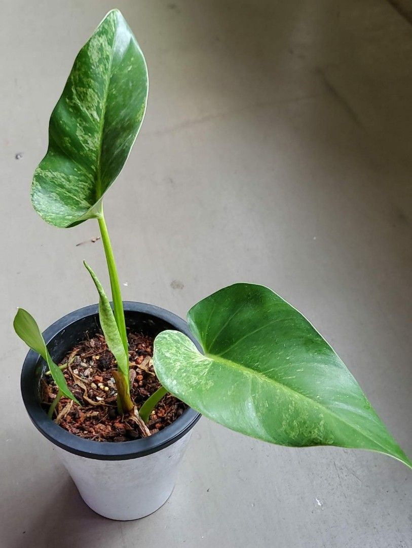 Philodendron Giganteum Marble Queen Albo Variegated, Furniture & Home ...